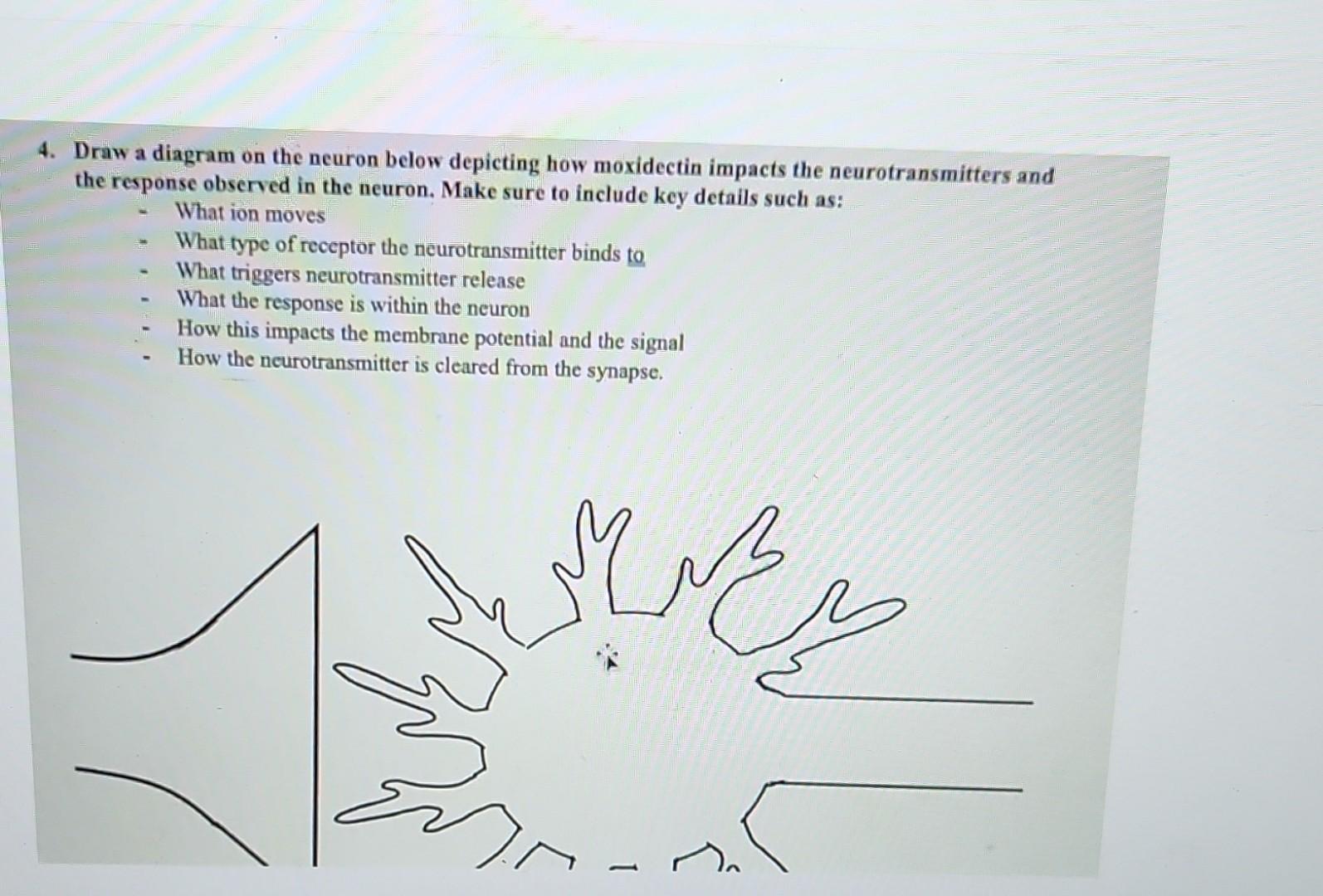 Solved 4. Draw a diagram on the neuron below depicting how | Chegg.com