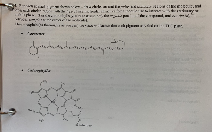 Solved . For each spinach pigment shown below-draw circles | Chegg.com