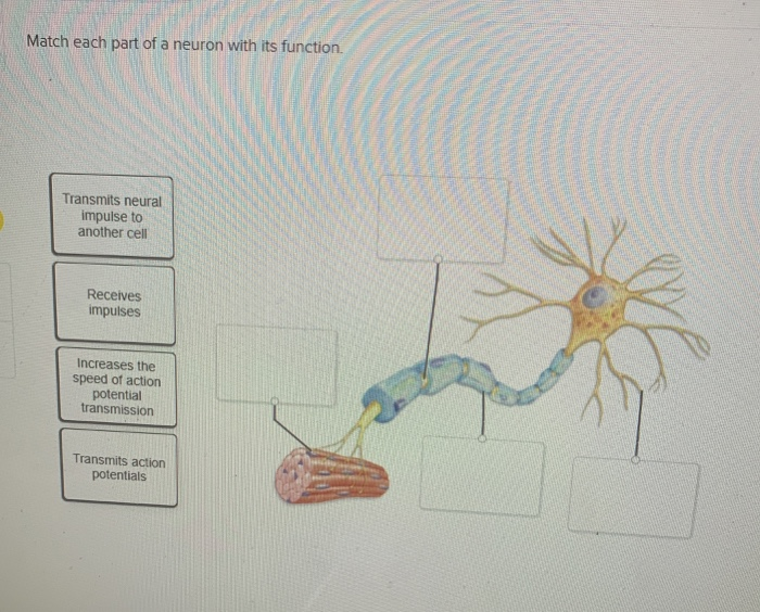 Solved Match each part of a neuron with its function | Chegg.com