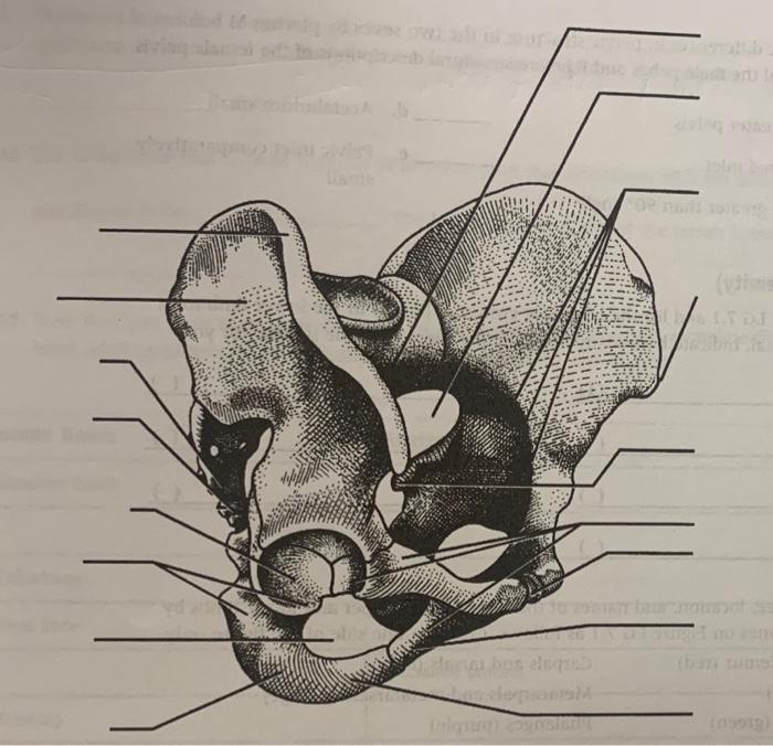 Solved [Right anterolateral view of the pelvis]I need help | Chegg.com