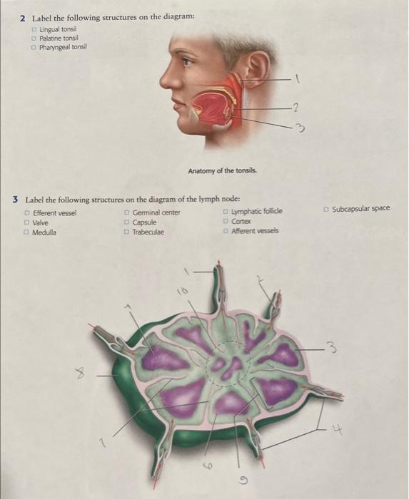 Solved 2 Label the following structures on the diagram: | Chegg.com