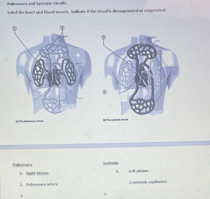 Solved Pulinonary and Systemic Circuits Label the heart and | Chegg.com