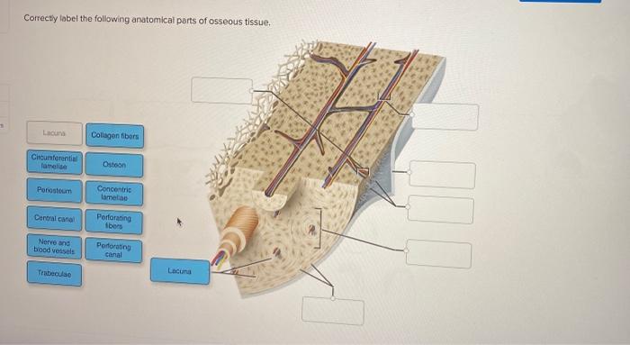 Solved Correctly label the following anatomical parts of | Chegg.com