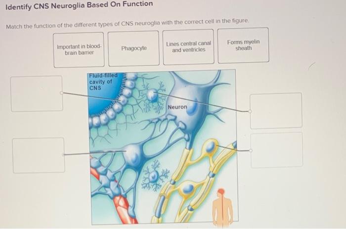 Solved Identify CNS Neuroglia Based On Function Match the | Chegg.com