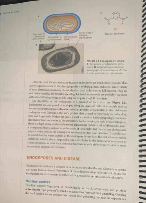 Solved he endospore stain is an example of a structural | Chegg.com