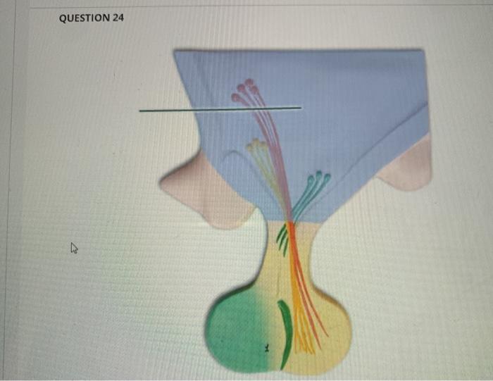 Solved QUESTION 24 Which structure is highlighted? O | Chegg.com