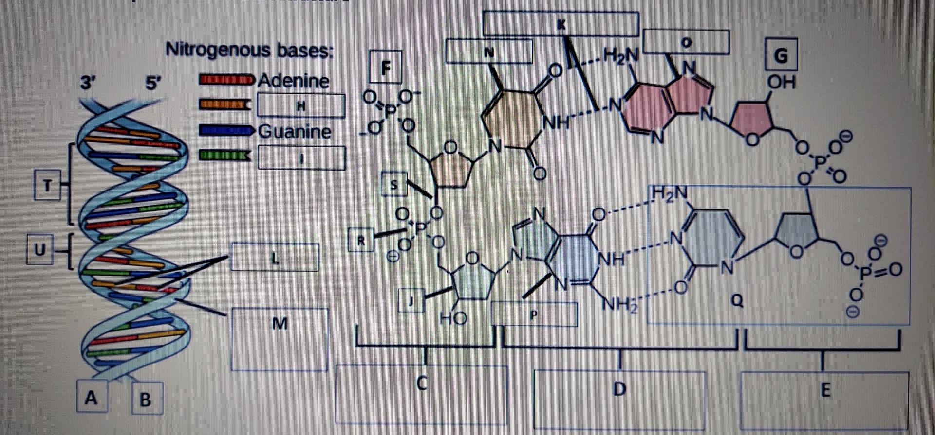 Solved DNA by the numbers: Write the correct number in each | Chegg.com