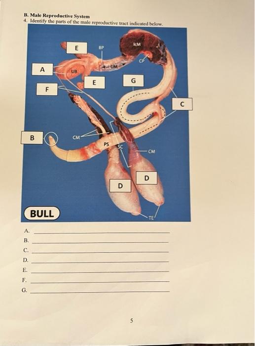 Solved APSC 530 Lab Exercise 9 The Reproductive System (Male | Chegg.com