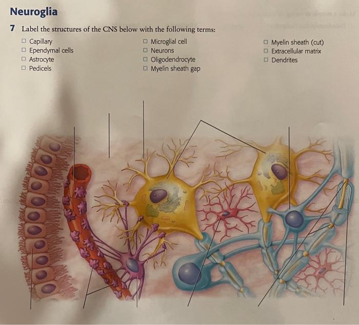 Solved 7 Label The Structures Of The Cns Below With The