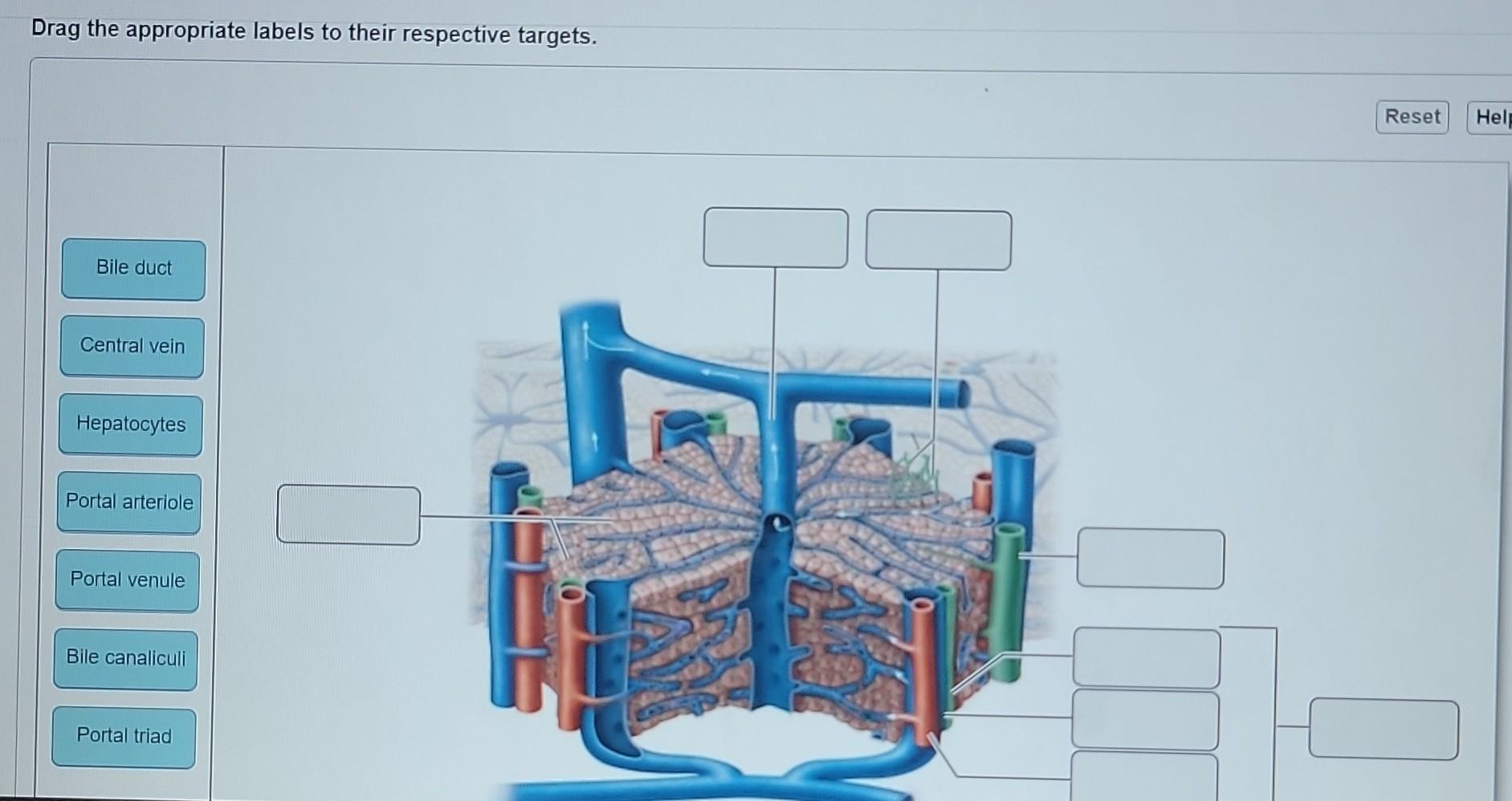 Solved SARE Drag the appropriate labels to their respective | Chegg.com