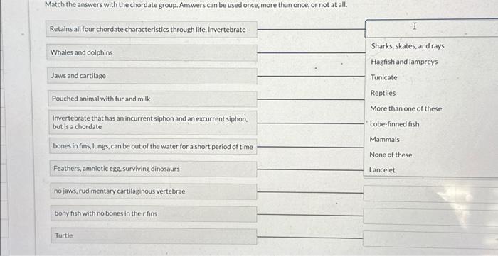 Solved Match the answers with the chordate group. Answers | Chegg.com