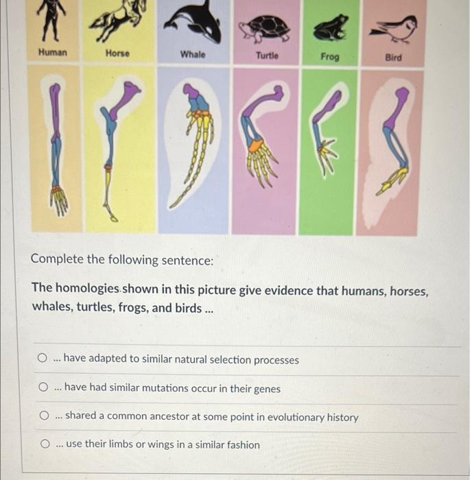 Solved Human Horse Whale Turtle Frog Bird Complete the | Chegg.com
