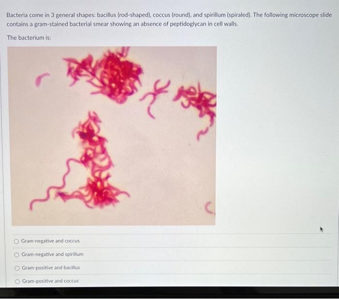 Solved Bacteria come in 3 general shapes: bacillus | Chegg.com