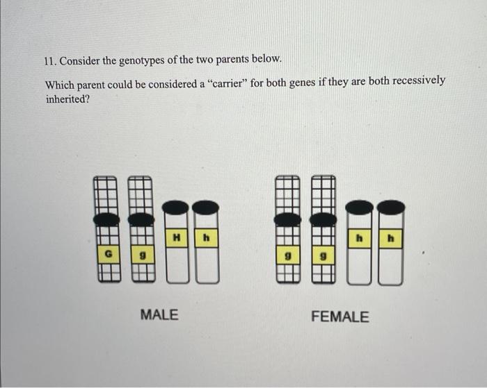 11. Consider the genotypes of the two parents below. | Chegg.com
