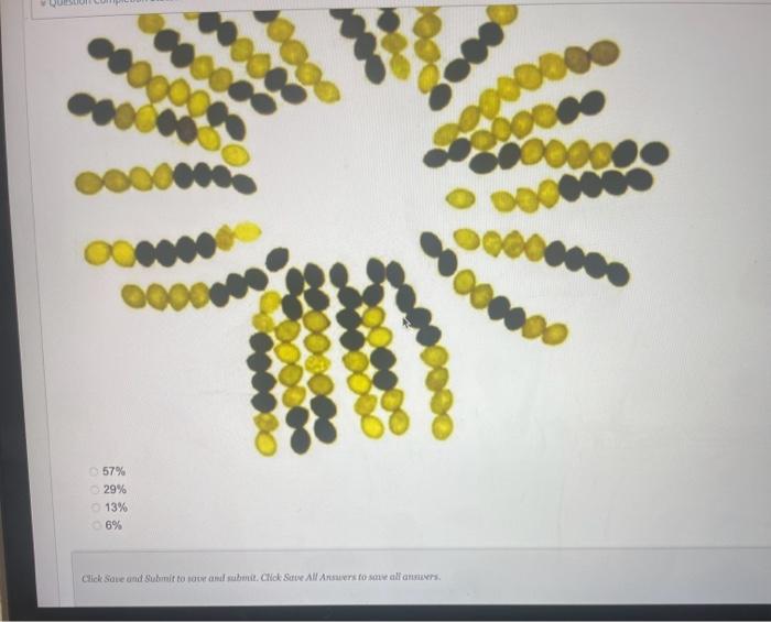Solved A Sordaria strain producing tan ascospores was mated | Chegg.com