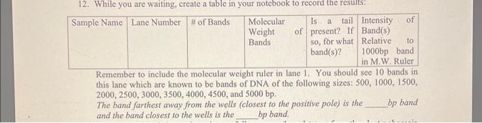 Solved Remember to include the molecular weight ruler in | Chegg.com