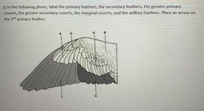 Solved 1) in the following photo, label the primary | Chegg.com
