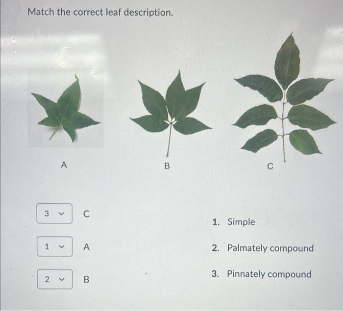 Solved Match the correct leaf description. A C 1. Simple A | Chegg.com
