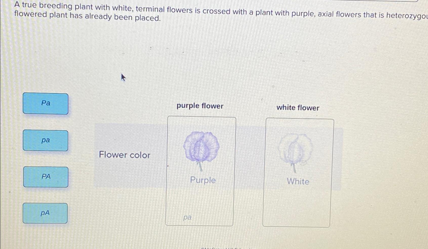 A true breeding plant with white, terminal flowers is | Chegg.com