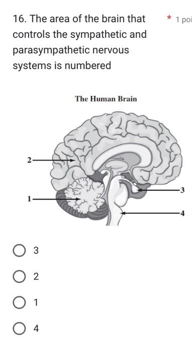Solved 48. The three glands numbered 1 point below that are | Chegg.com