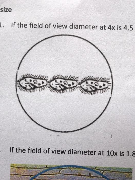 Solved if the field of view diameter at 4x is 4.5 mm, | Chegg.com