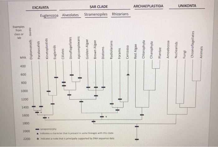 Solved EXCAVATA SAR CLADE ARCHAEPLASTIDA UNIKONTA Euglenozoa | Chegg.com
