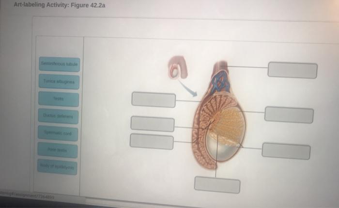 Solved Art-labeling Activity: Figure 42.2a Dia Drag the | Chegg.com