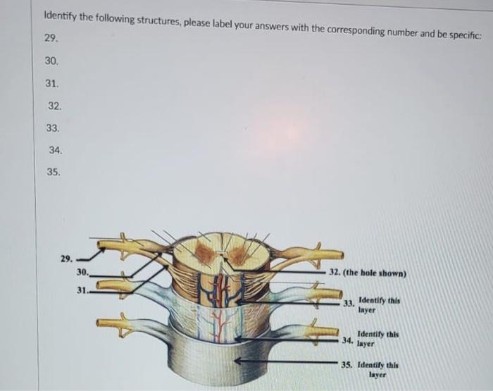 Solved Identify the following structures, please label your | Chegg.com