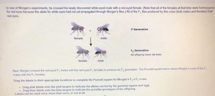 Solved You Now Know That Inheritance Of Eye Color In Fruit 6399