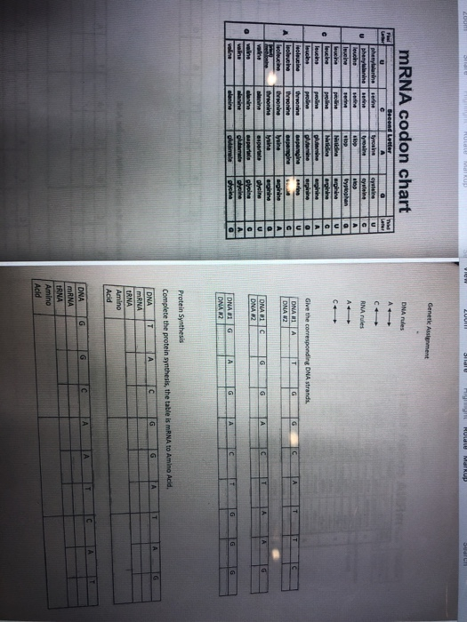 Solved Genetic Assignment mRNA codon chart DNA rules RNA | Chegg.com