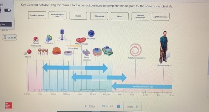Solved 3% Key Concept Activity: Drag the terms into the | Chegg.com