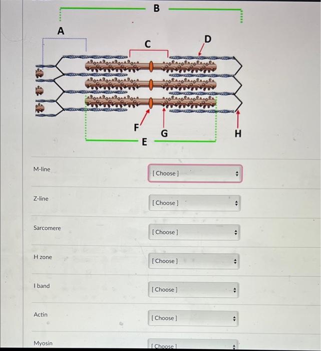 Solved A M-line. Z-line Sarcomere H zone I band Actin Myosin | Chegg.com