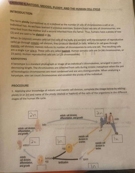 Solved EXERCISE 4. MITOSIS, MEIOSIS, PLOIDY, AND THE HUMAN | Chegg.com