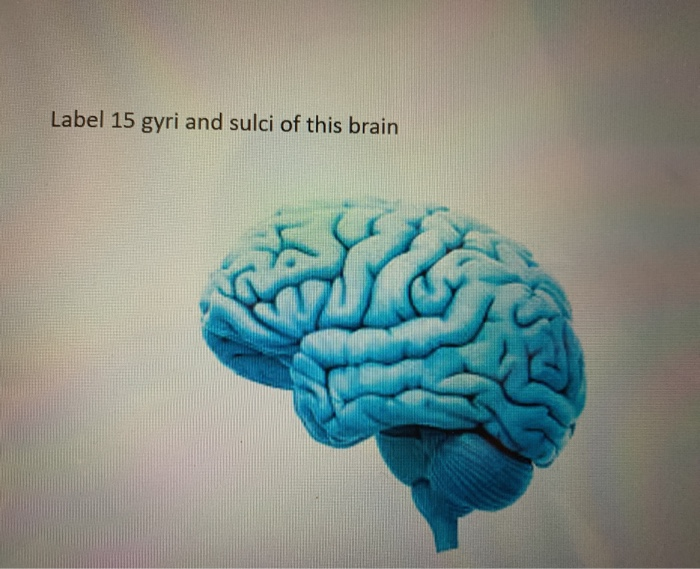 Solved Label 15 gyri and sulci of this brain | Chegg.com