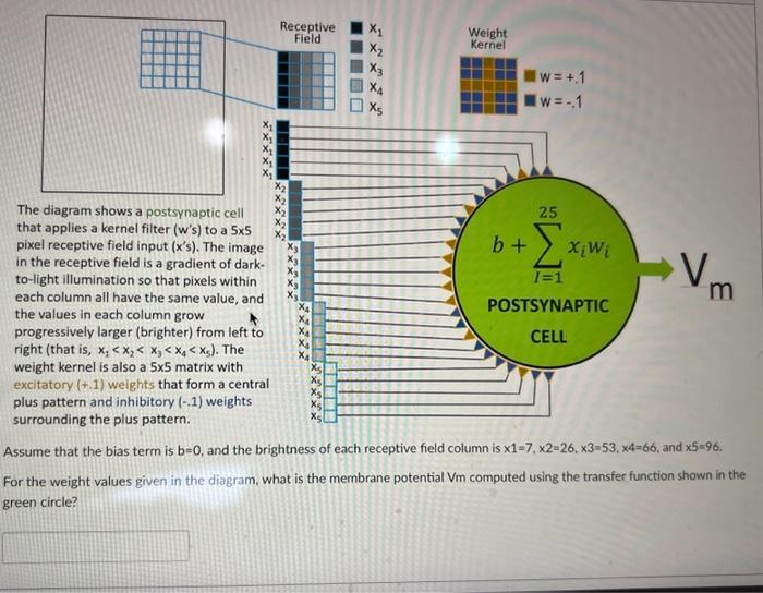 Solved The diagram shows a postsynaptic cell that applies a | Chegg.com