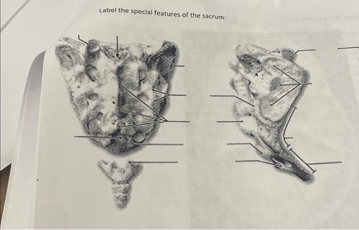 Label the special features of the sacrum: Label the | Chegg.com