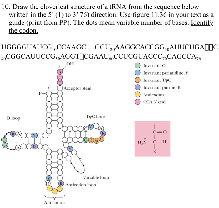 Solved 7. Nucleic acid structure Describe briefly how | Chegg.com