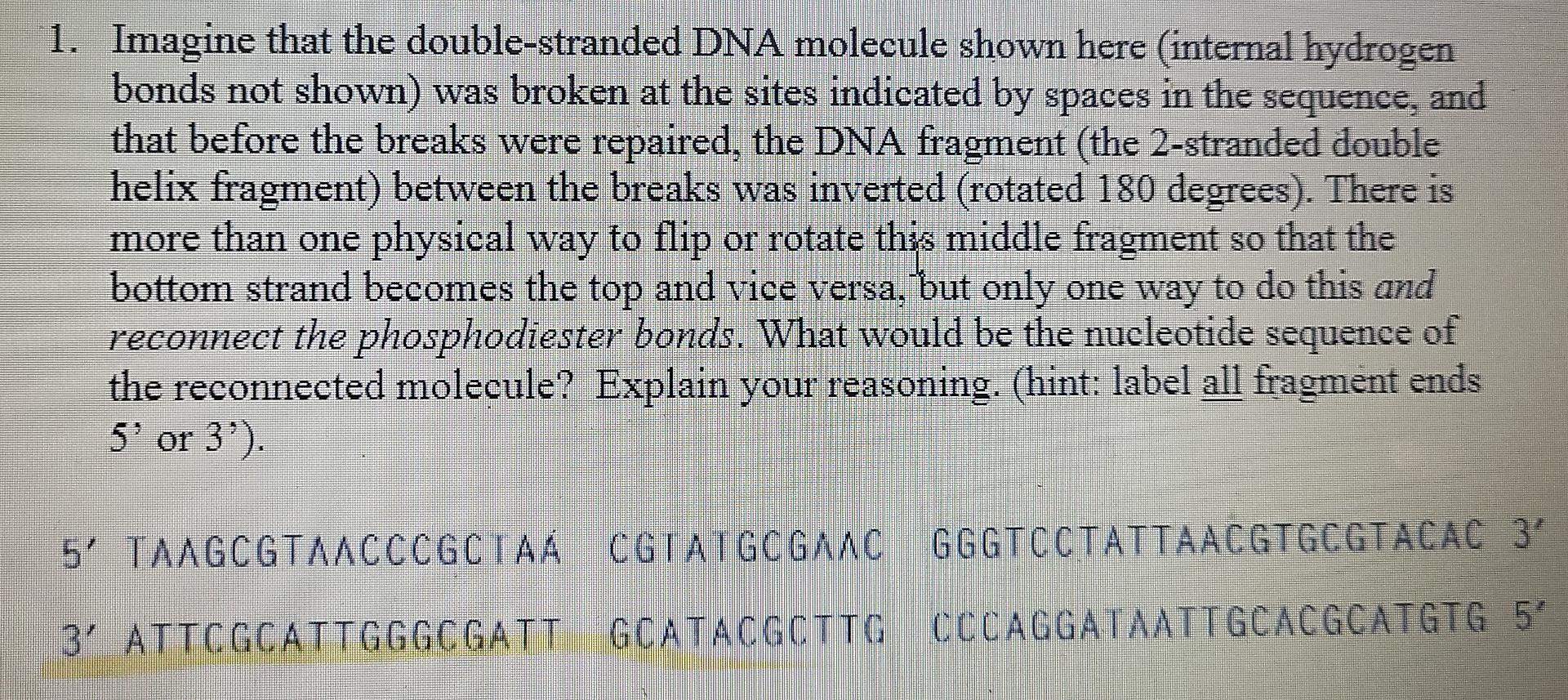 Solved 1. Imagine that the double-stranded DNA molecule | Chegg.com