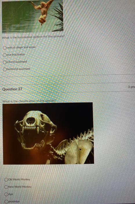 Solved What is the locomotion pattern for this primate? | Chegg.com
