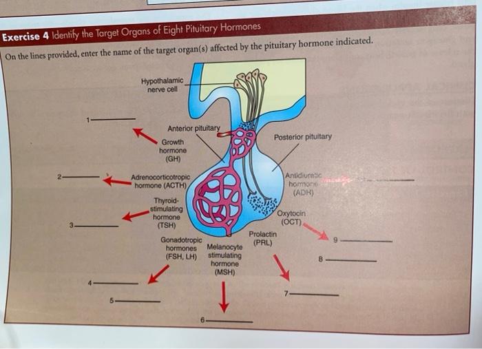 Solved Exercise 4 Identify the Target Organs of Eight | Chegg.com