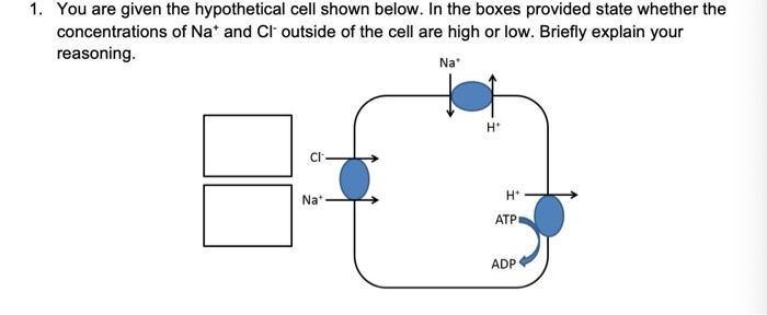 Solved 1. You are given the hypothetical cell shown below. | Chegg.com