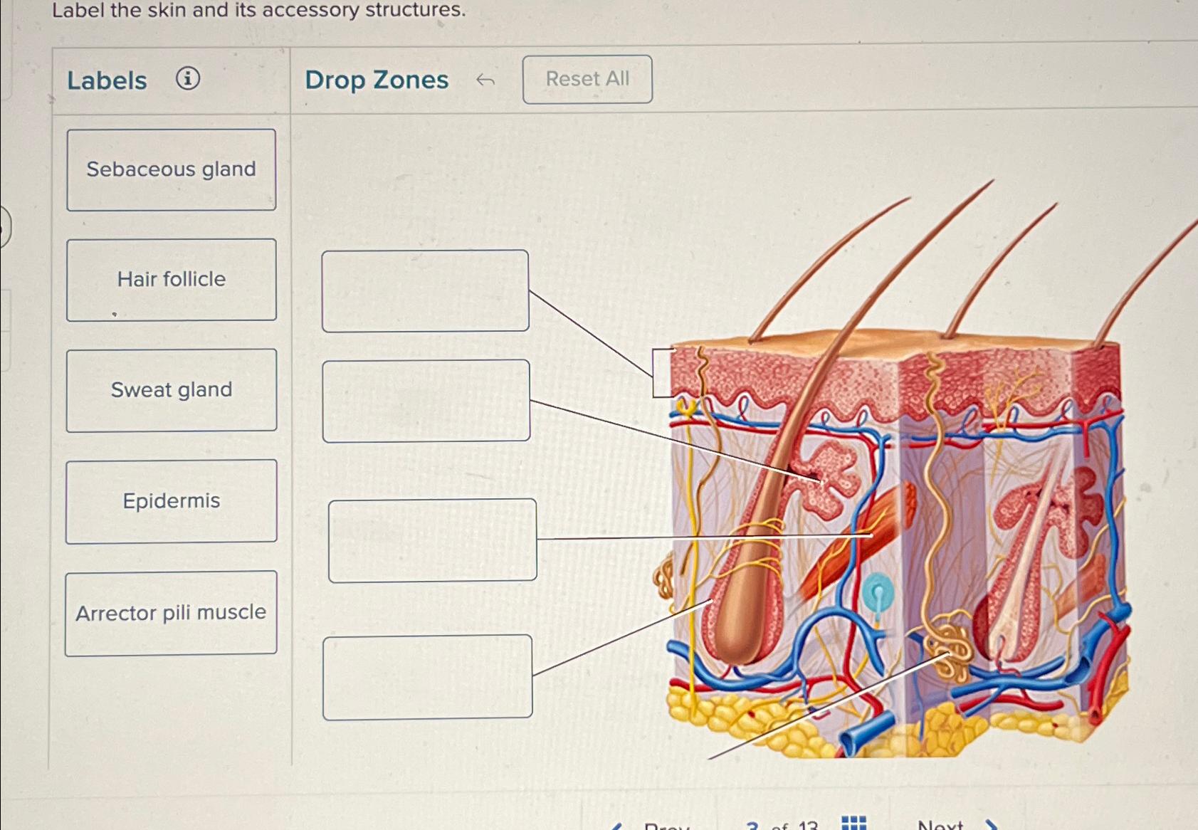 Solved Label the skin and its accessory | Chegg.com