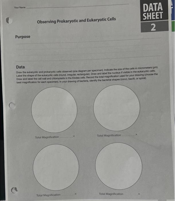 Observing Prokaryotic and Eukaryotic Cells Purpose | Chegg.com