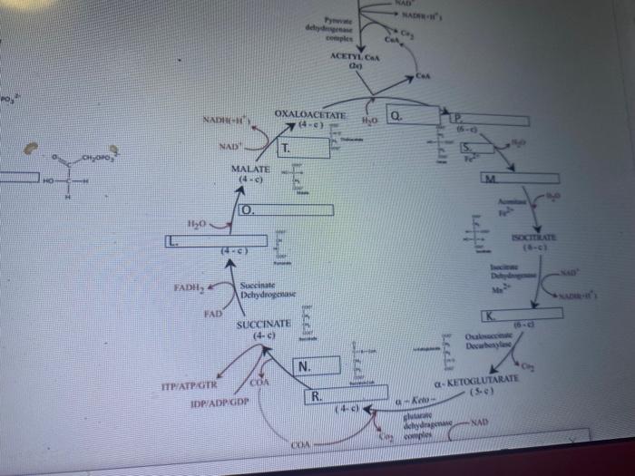 Solved Match the correct enzyme and substraterproduct to the | Chegg.com