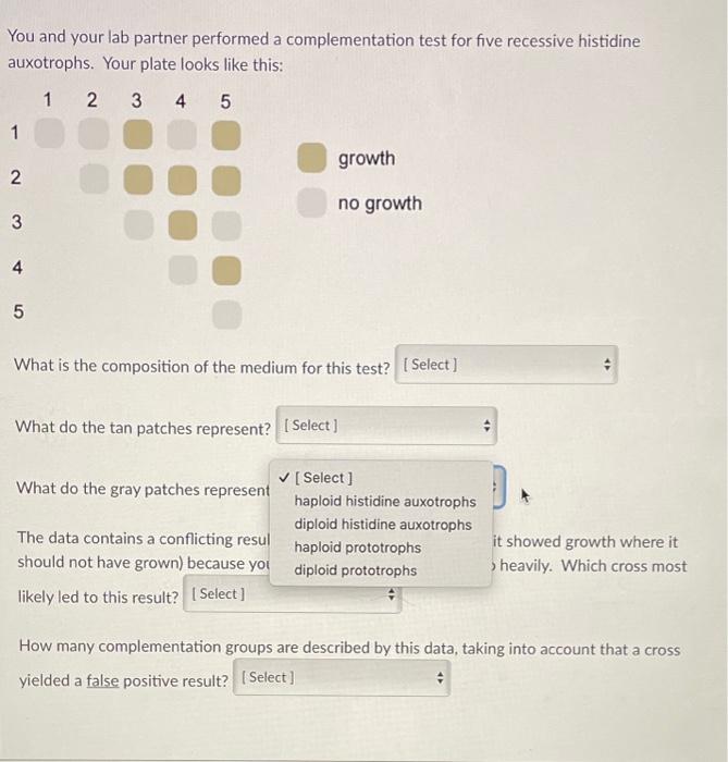 Solved You and your lab partner performed a complementation | Chegg.com