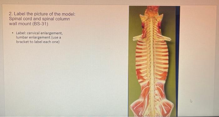 Solved 2. Label the picture of the model: Spinal cord and | Chegg.com