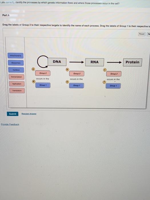 Solved Drag the labels of Group 2 to their respective | Chegg.com