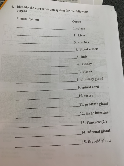 Solved 6. Identify the correct organ system for the | Chegg.com