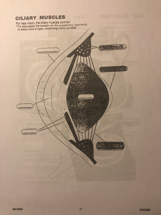 Solved CILIARY MUSCLES For near vision, the ciliary muscles | Chegg.com
