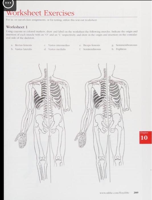 Worksheet 1 Cial sibe of the skeleton a. Pectus | Chegg.com